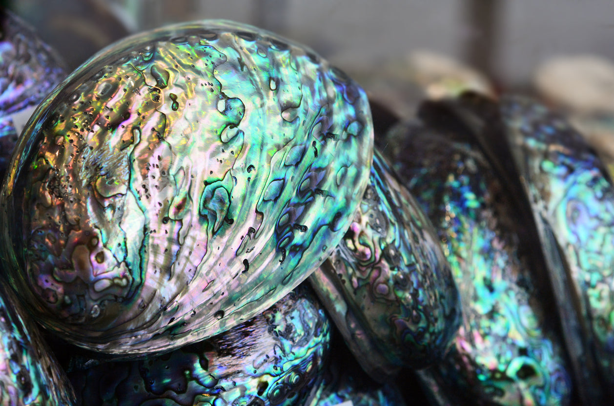 Fiordland Souvenirs | New Zealand Paua Shell Jewellery & Accessories