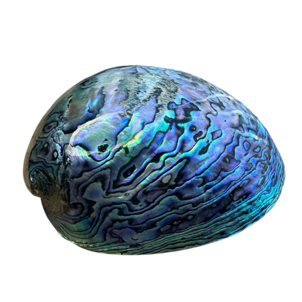 Fiordland Souvenirs Paua Shells | Fully & Half Polished NZ Paua