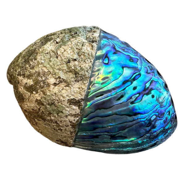 Fiordland Souvenirs Paua Shells | Fully & Half Polished NZ Paua
